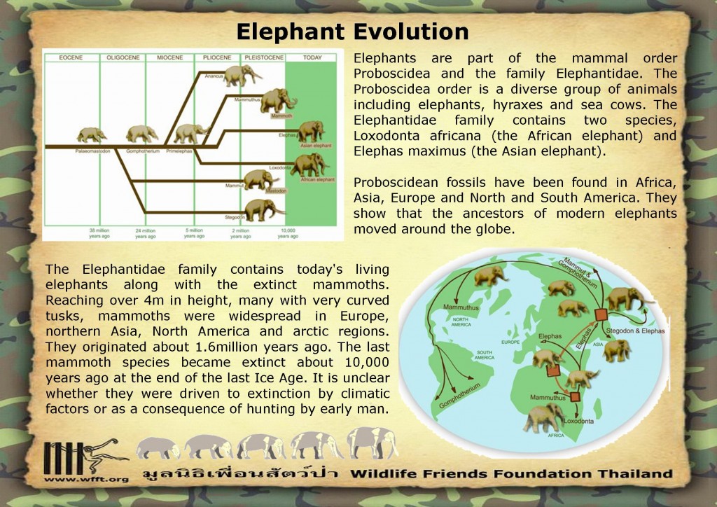 02_Evolution-1024x724 - Wildlife Friends Foundation Thailand