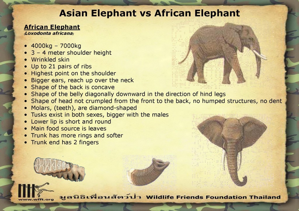 Adaptation Of Elephant