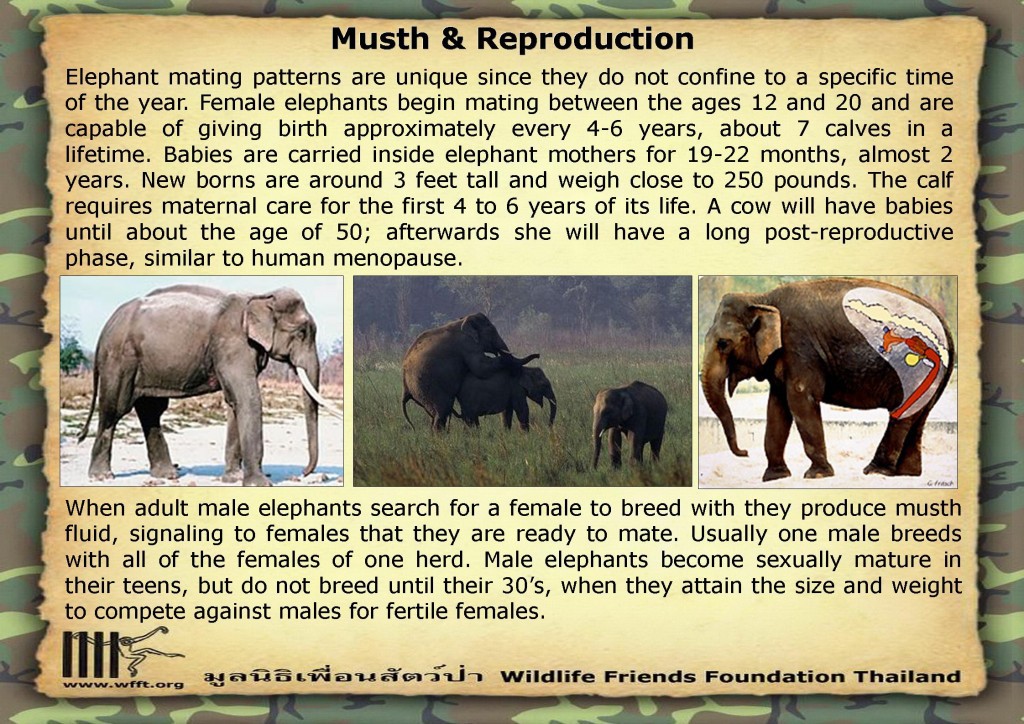 06_Musth_and_Reproduction-1024x724 - Wildlife Friends Foundation Thailand