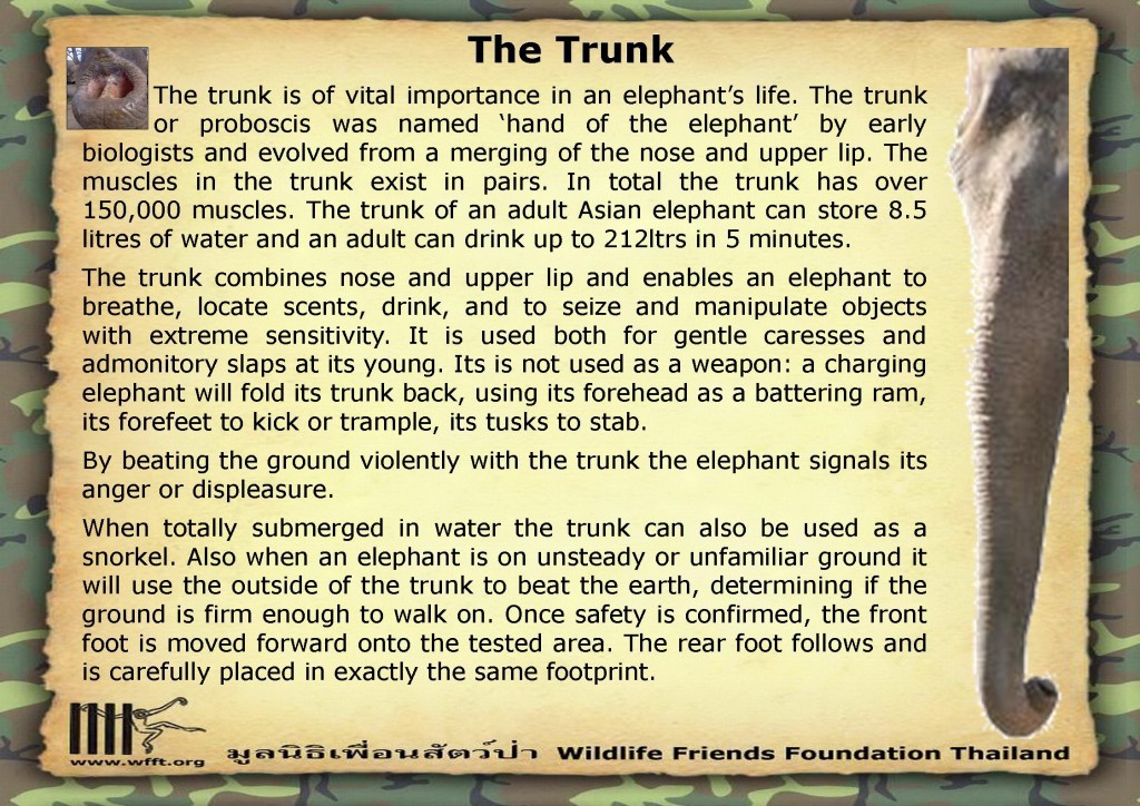 08_Trunk-1024x724 - Wildlife Friends Foundation Thailand