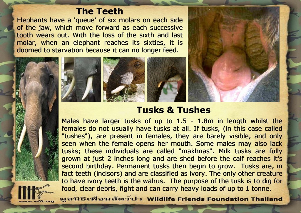 09_Teeth_and_Tusks-1024x724 - Wildlife Friends Foundation Thailand