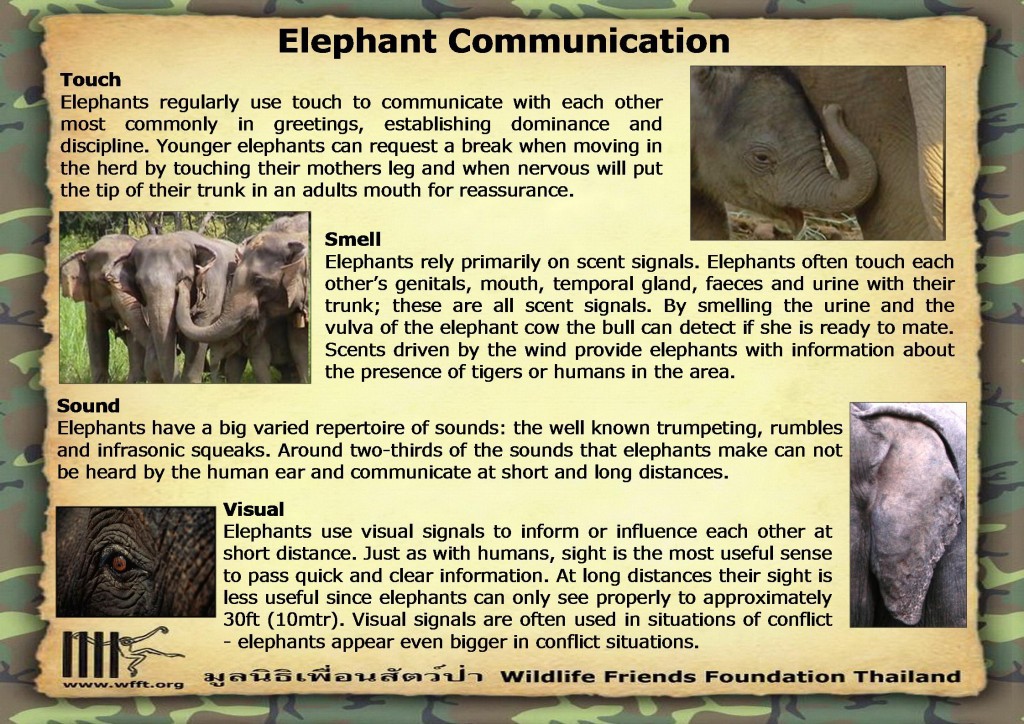 11_Communication-1024x724 - Wildlife Friends Foundation Thailand