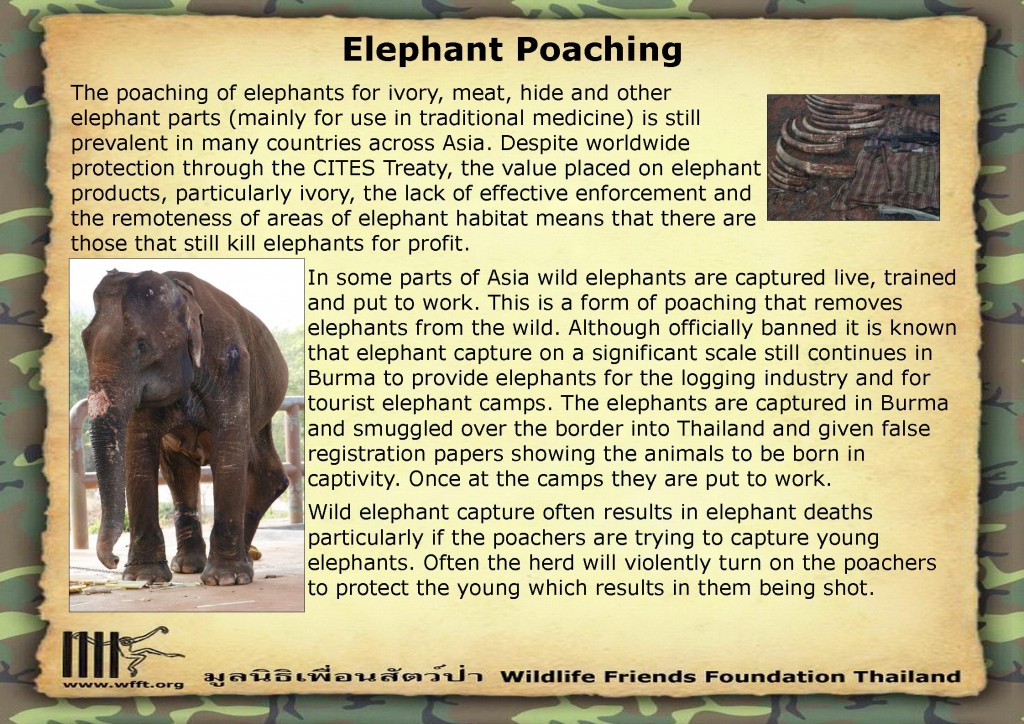 18_Poaching-1024x724 - Wildlife Friends Foundation Thailand