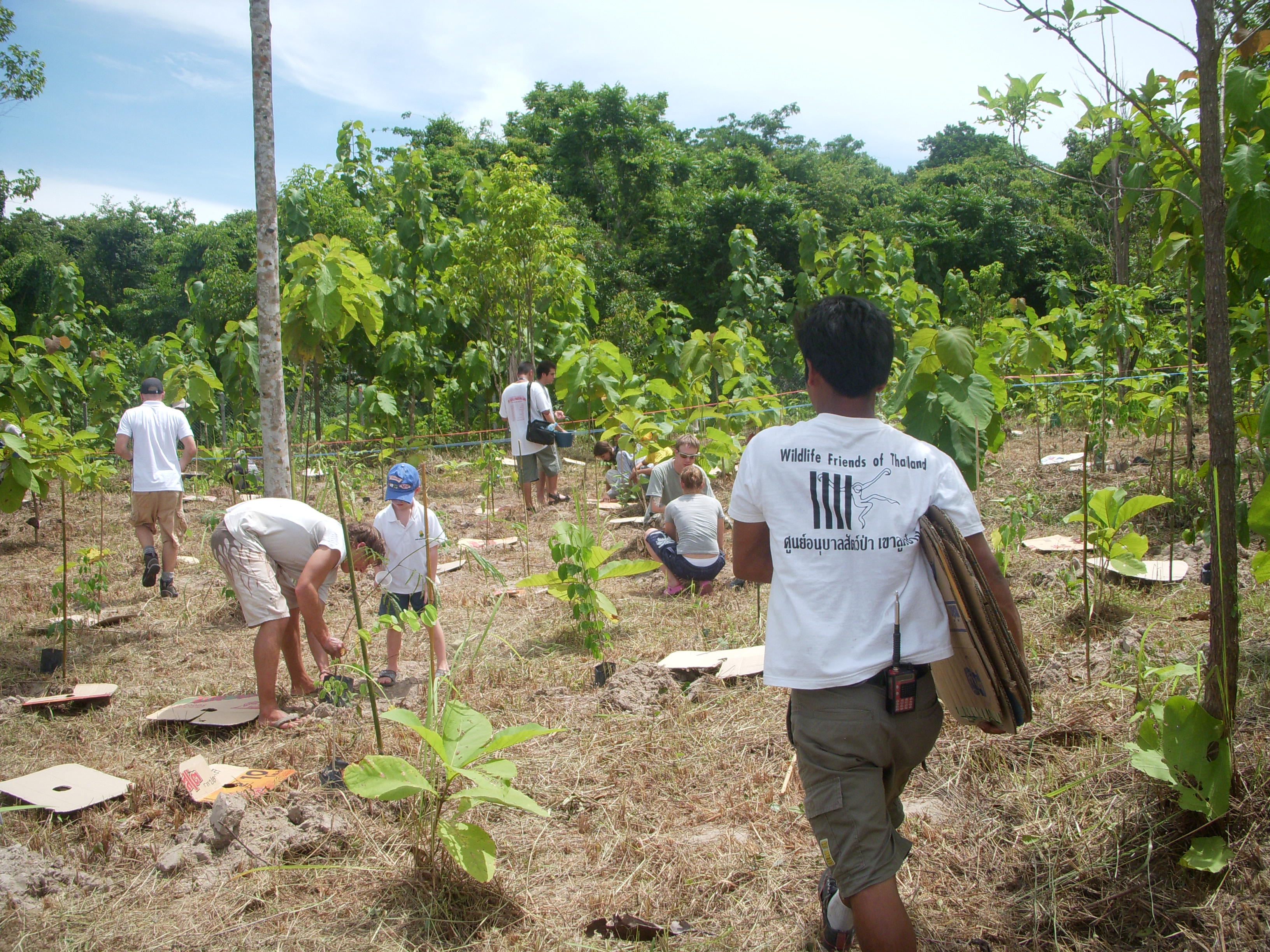 Forest Restoration and Conservation - Wildlife Friends Foundation Thailand