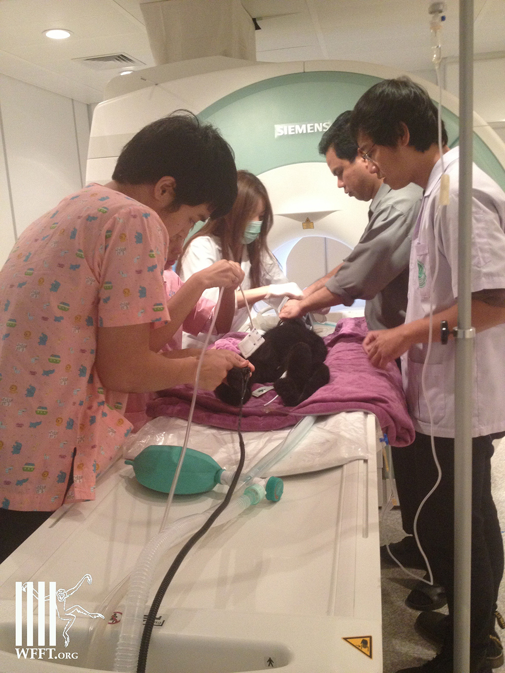 Gibbon and Monkey checked on MRI - Wildlife Friends Foundation Thailand