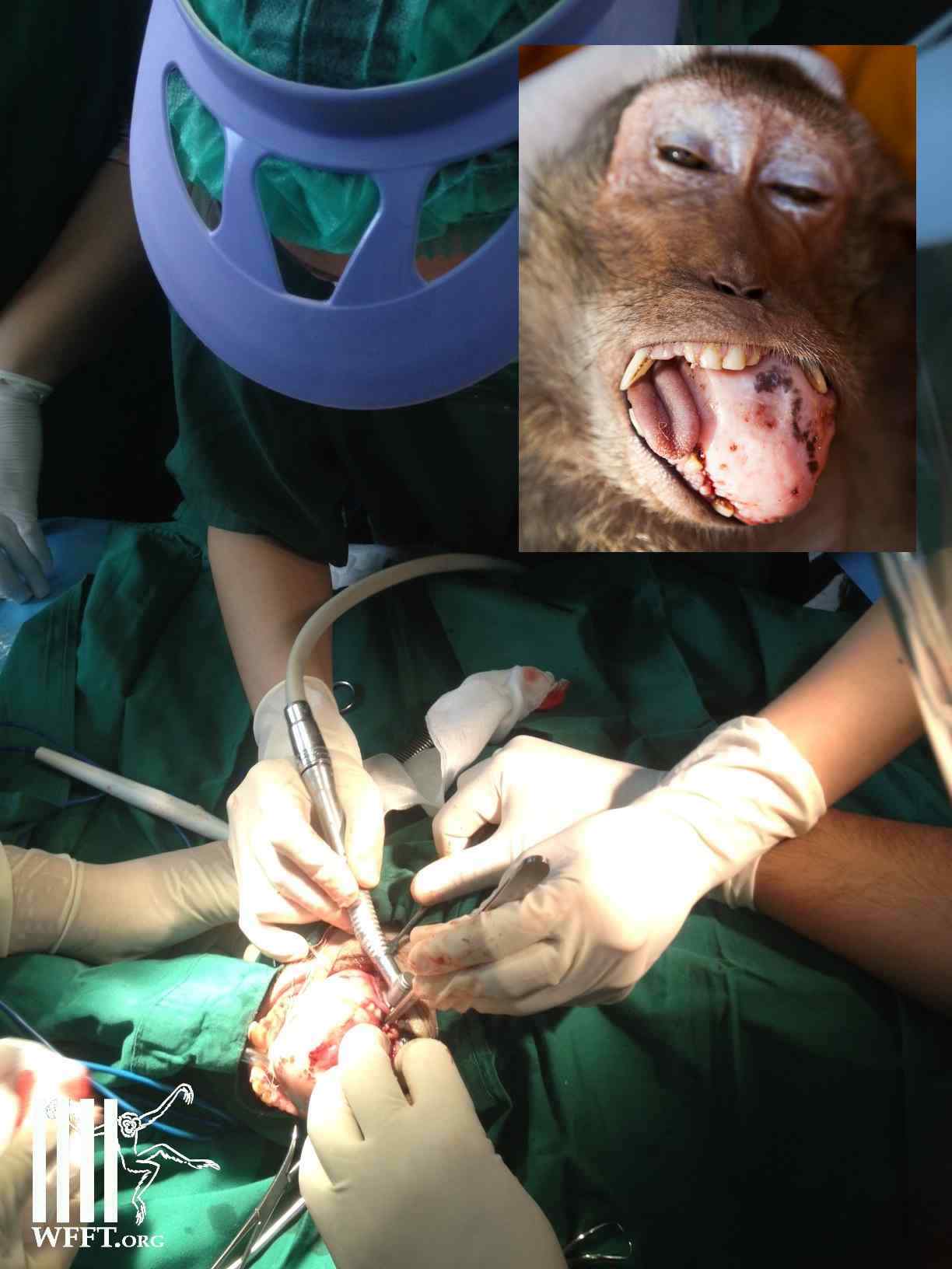 WFFT hospital busy with wild monkeys - Wildlife Friends Foundation Thailand
