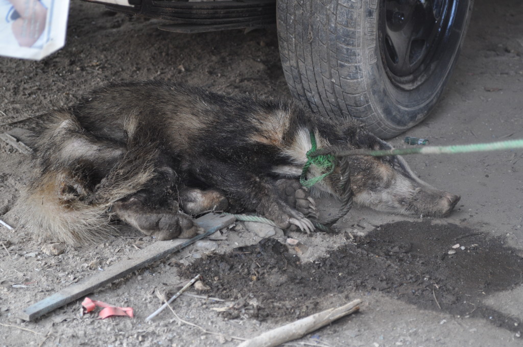 Hogbadger1 - Wildlife Friends Foundation Thailand