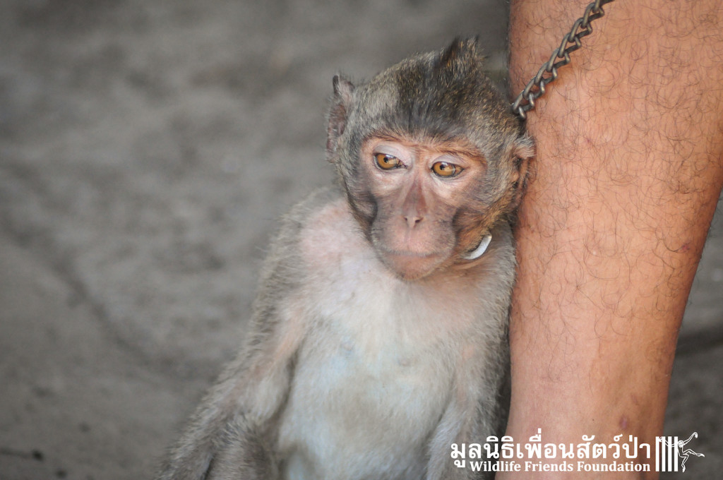 Another primate rescued from a life in chains meet jack the long-tailed ...