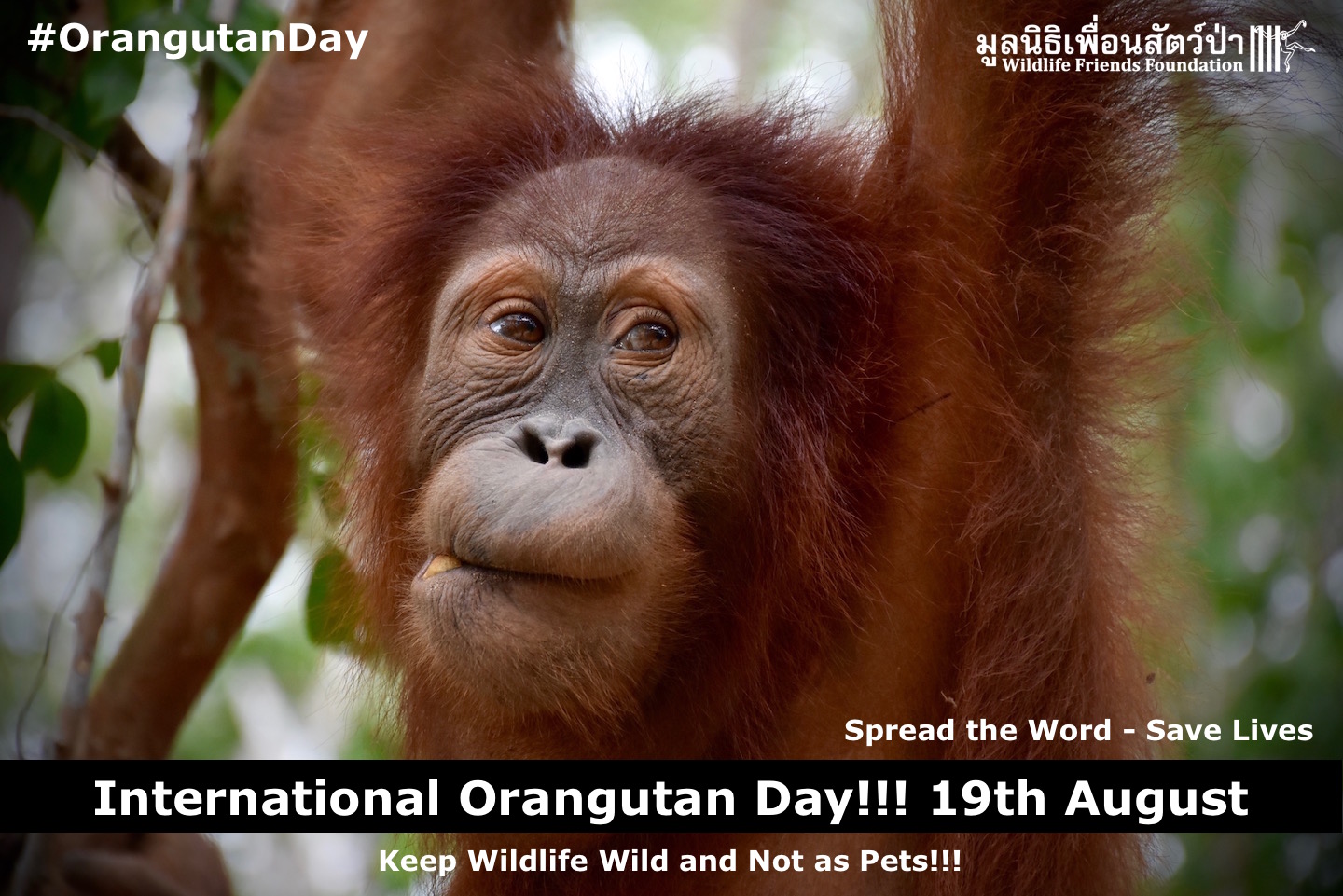 Happy International Orangutan Day!!! - Wildlife Friends Foundation Thailand