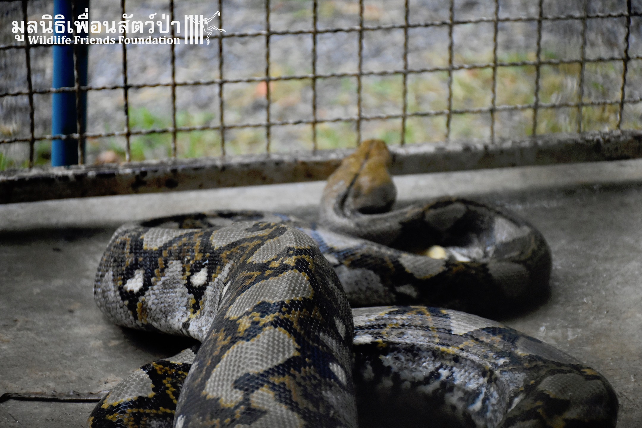 Is this the Biggest Snake you have ever seen... - Wildlife Friends ...