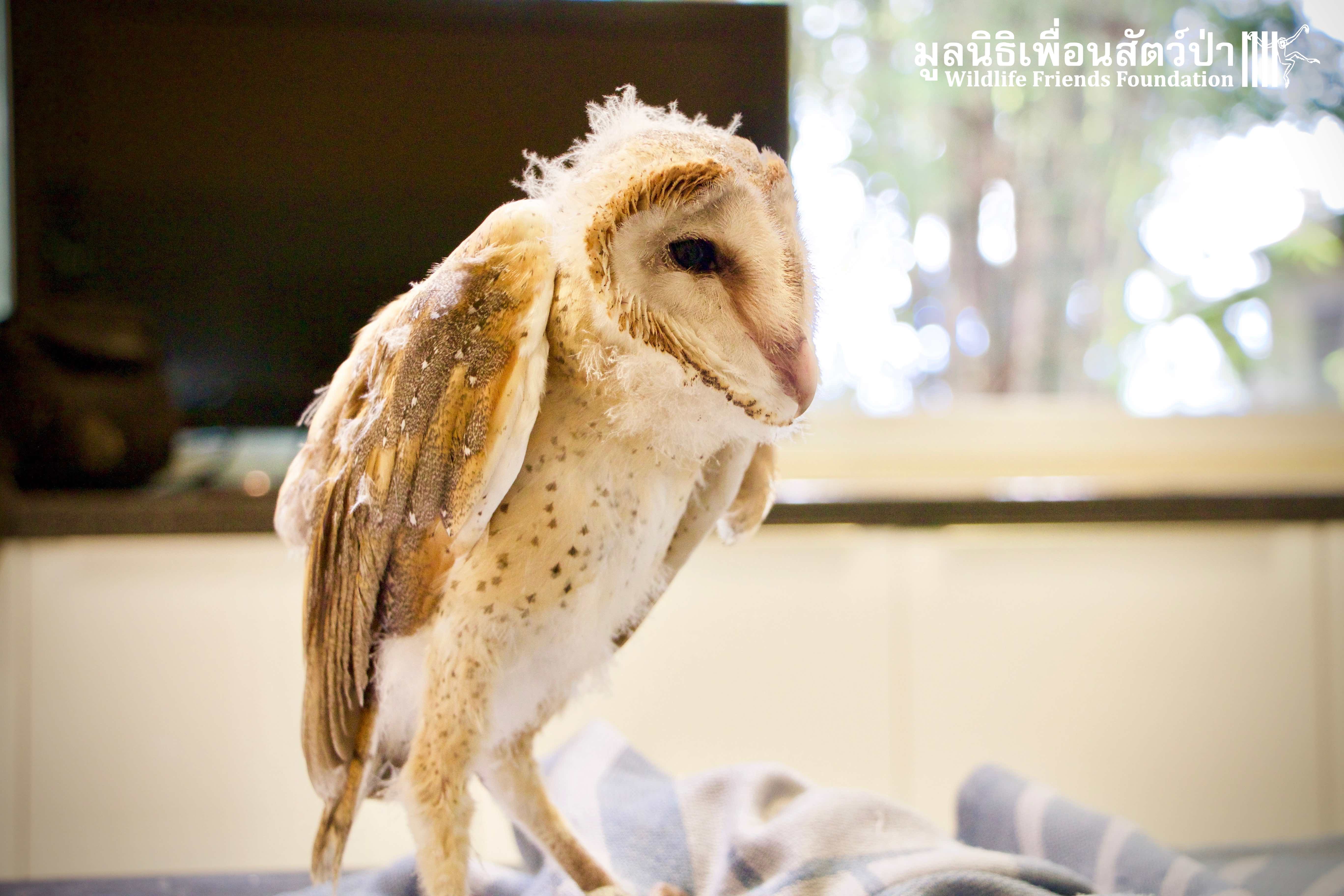 Local students save a Barn owl with the WFFT Wildlife Rescue Team ...