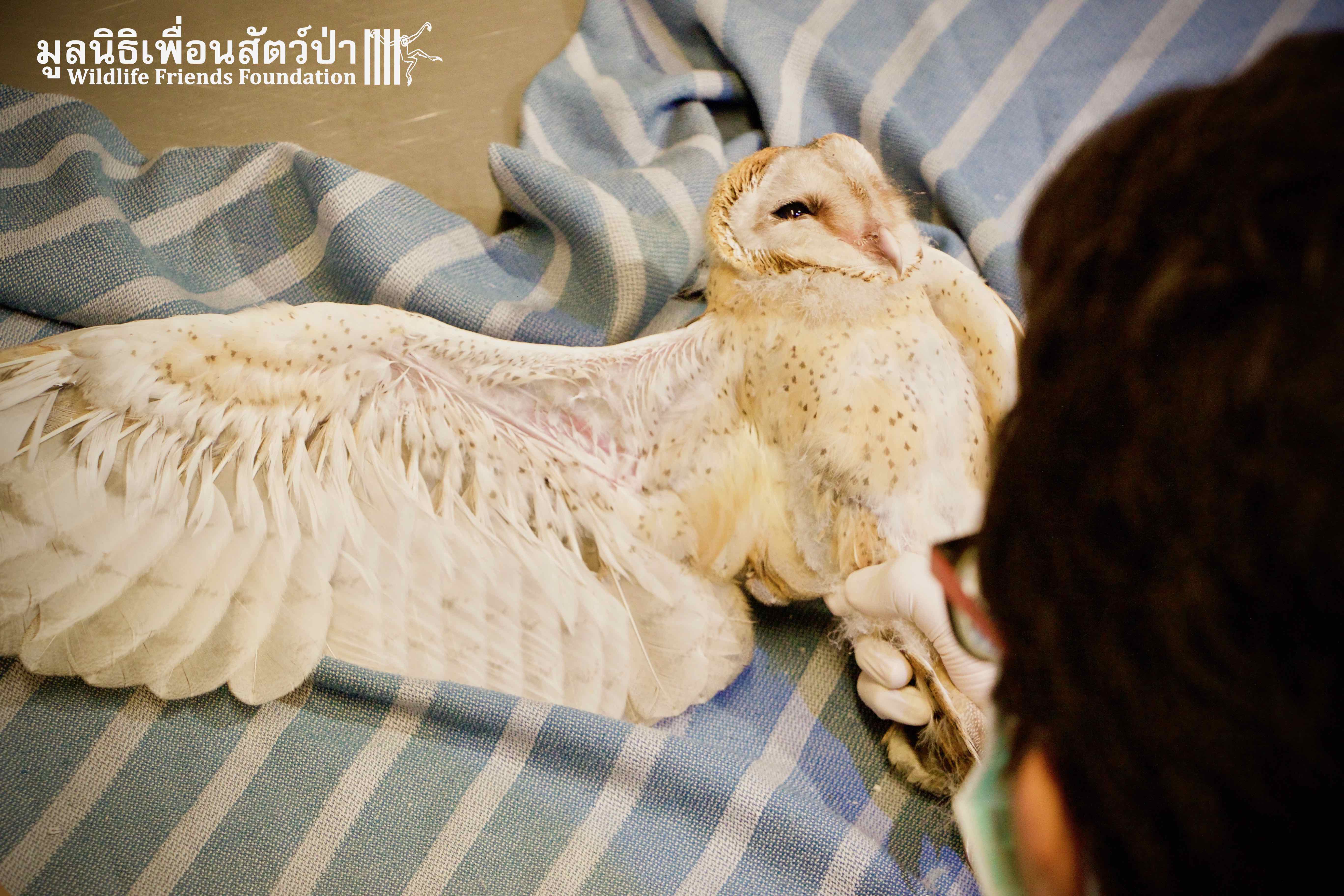 Local students save a Barn owl with the WFFT Wildlife Rescue Team ...