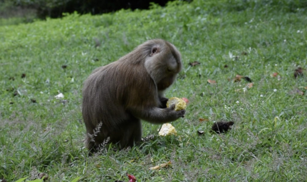 Portrait: Pocky! Pocky! Fun sweet lady! - Wildlife Friends Foundation ...