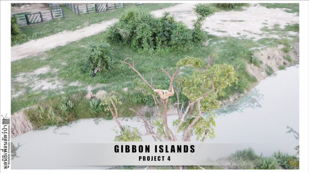 Have a quick aerial view of Project 4 Gibbon Islands (drone footage ...