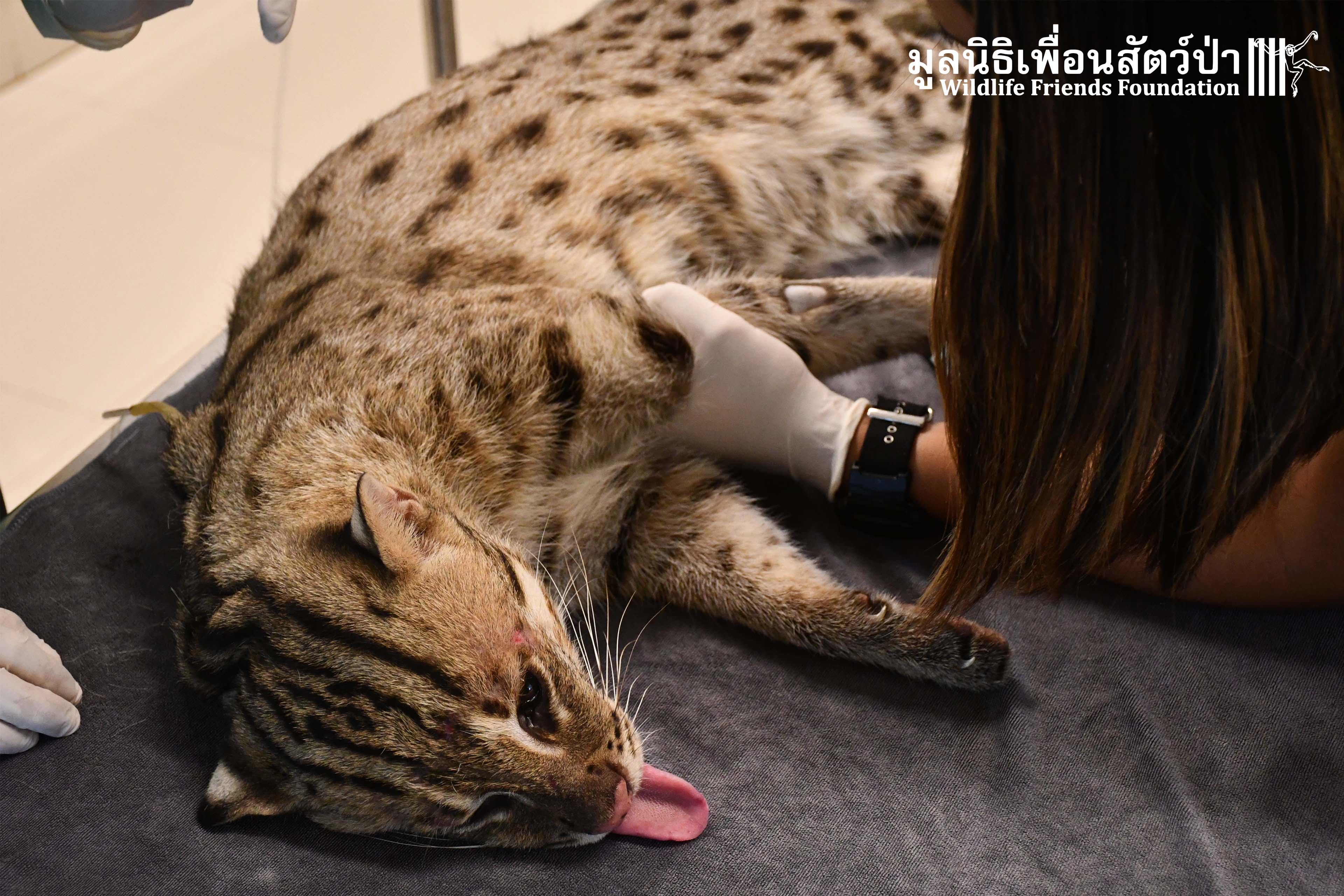 2 - Wildlife Friends Foundation Thailand