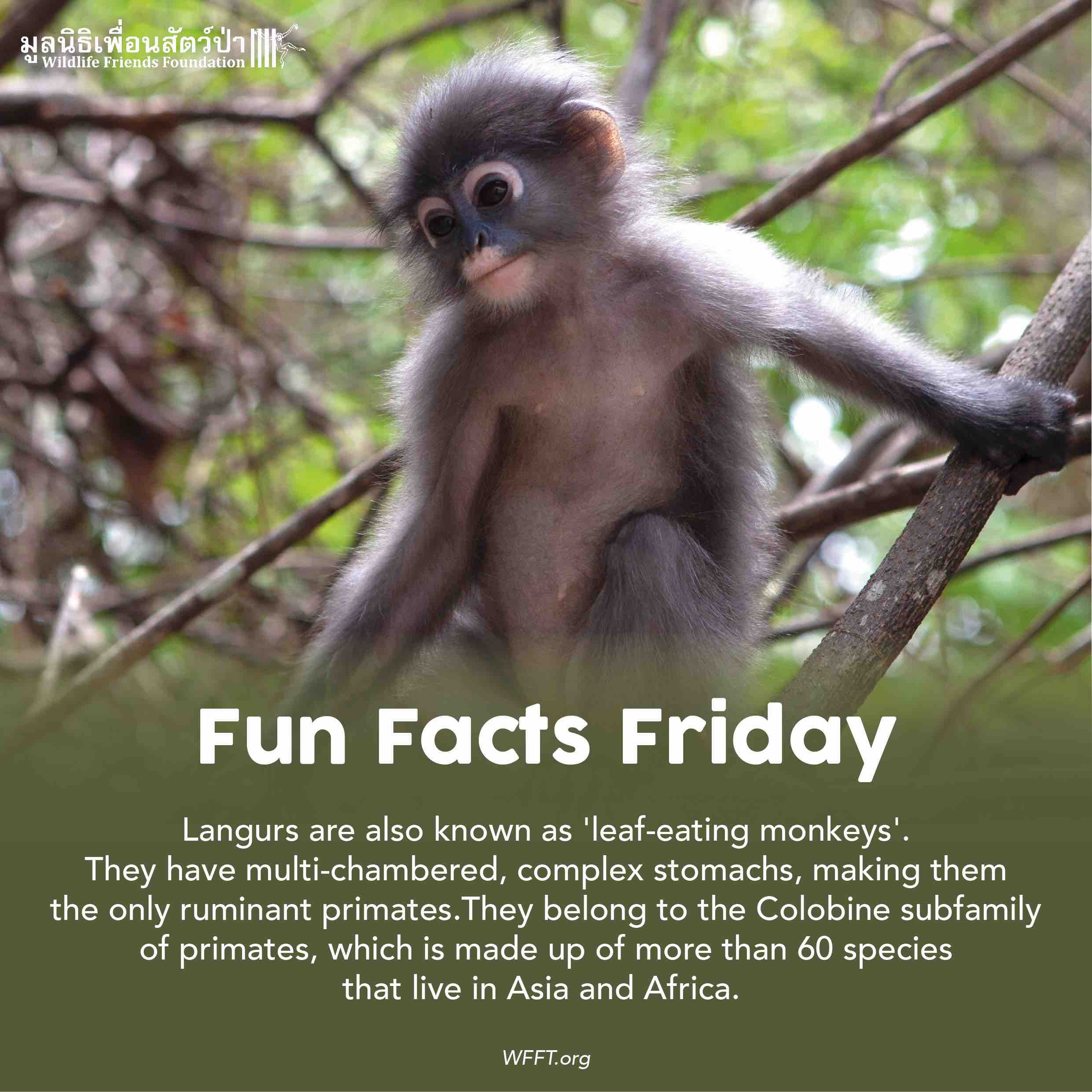 Fun Facts Friday - Wildlife Friends Foundation Thailand