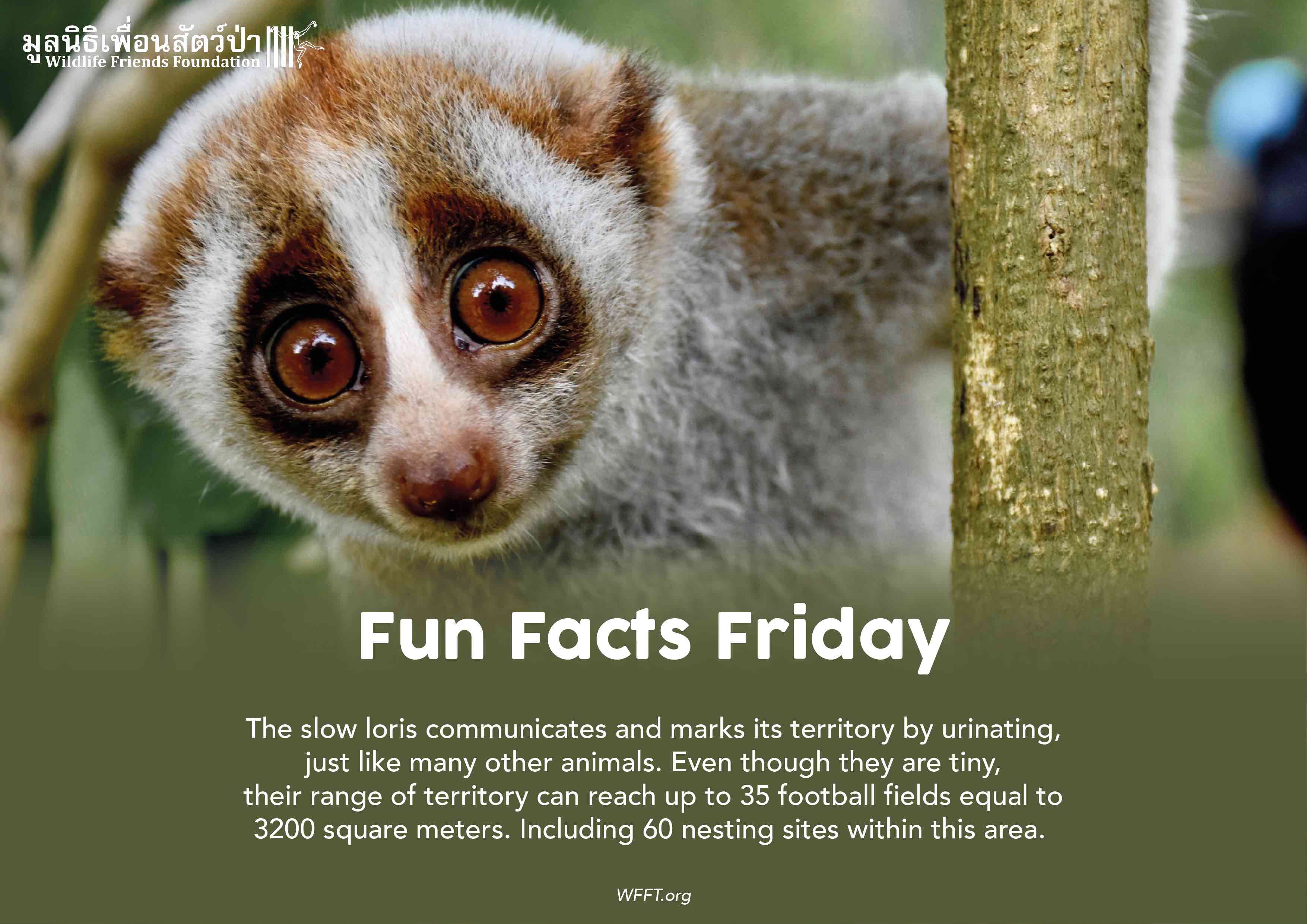 Fun Facts Friday - Wildlife Friends Foundation Thailand