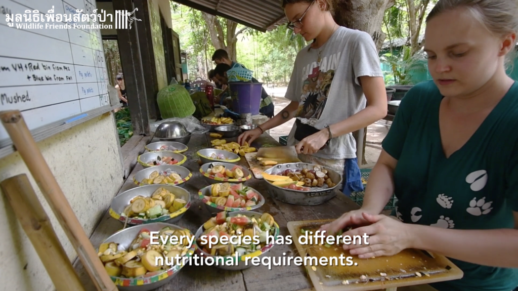 Amazing Wildlife Volunteers Food Preparation - Wildlife Friends ...