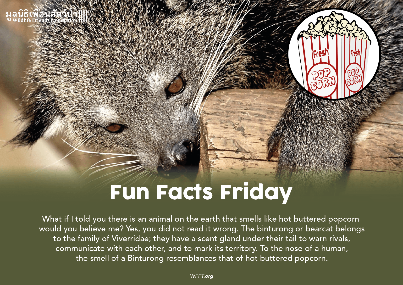 Fun Facts Friday - Wildlife Friends Foundation Thailand