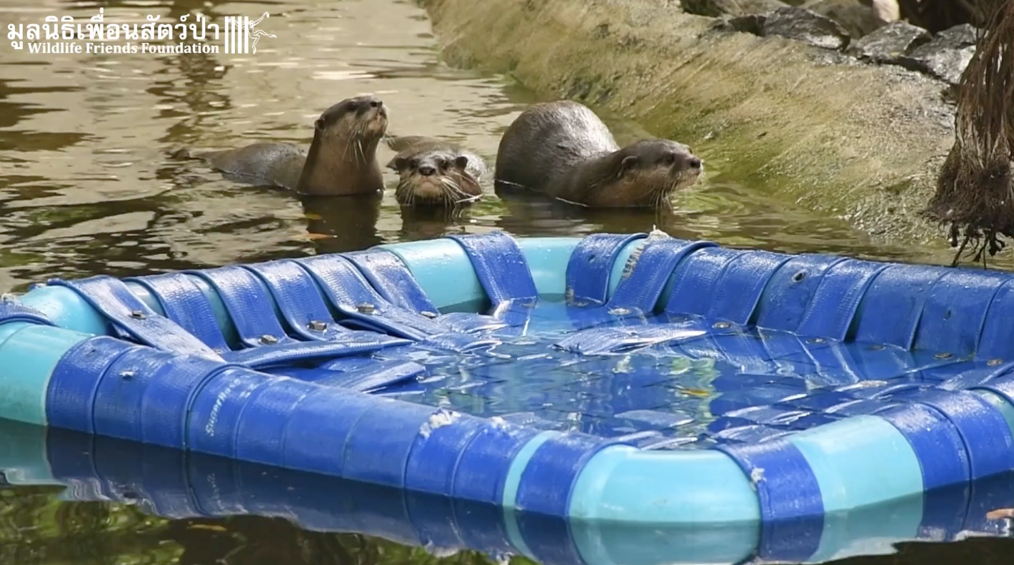 An Otter Raft - Wildlife Friends Foundation Thailand