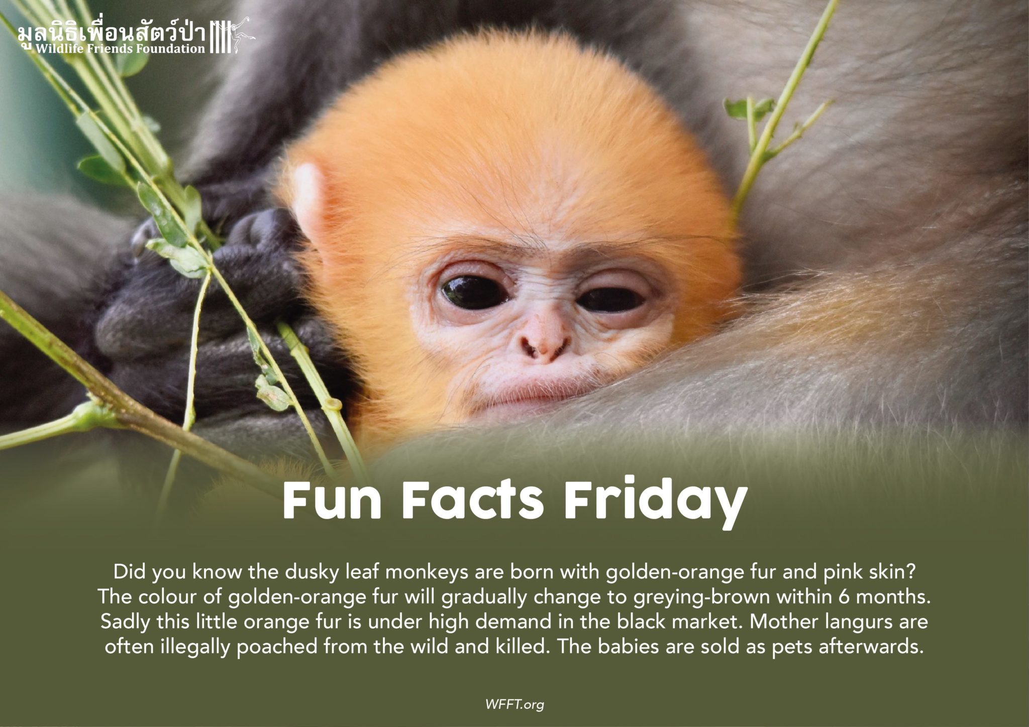Fun Facts Friday - Wildlife Friends Foundation Thailand