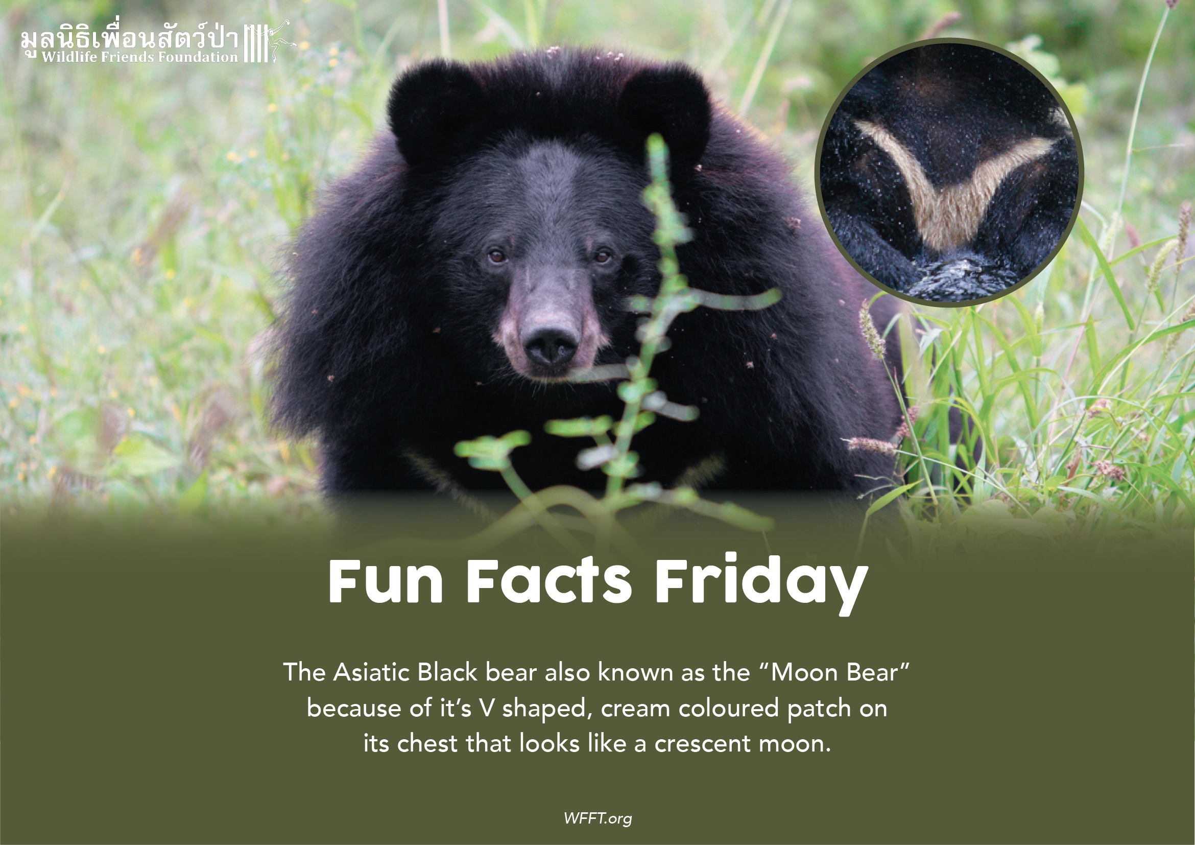 Fun Facts Friday - Wildlife Friends Foundation Thailand