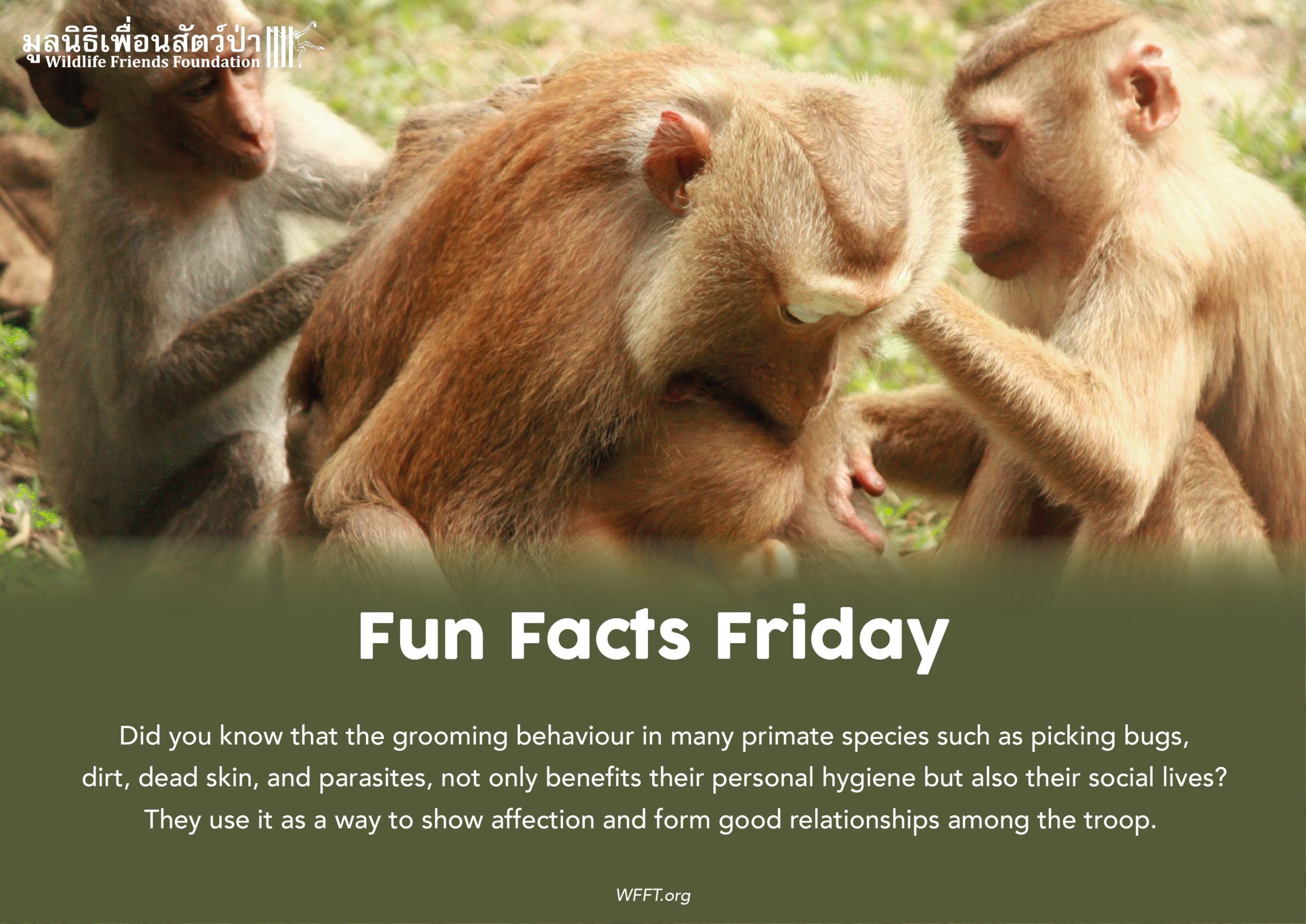 Fun Facts Friday - Wildlife Friends Foundation Thailand