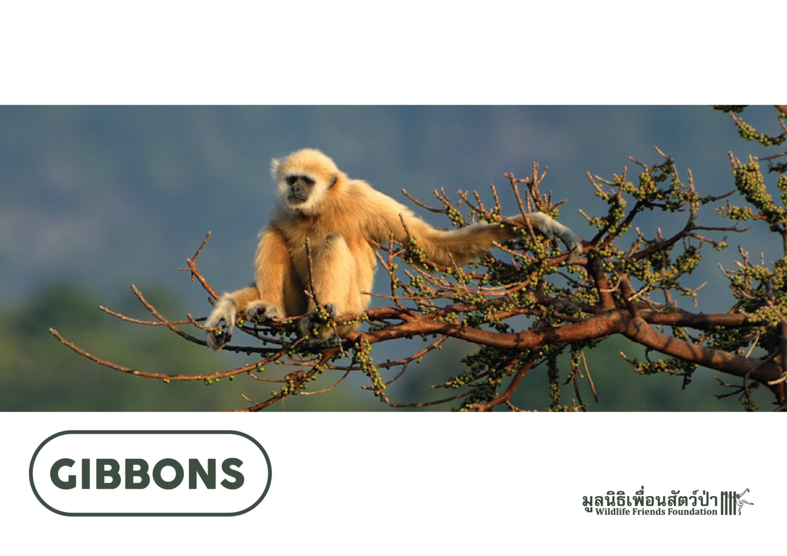 Gibbon Educational Posters / Factsheets - Wildlife Friends Foundation ...