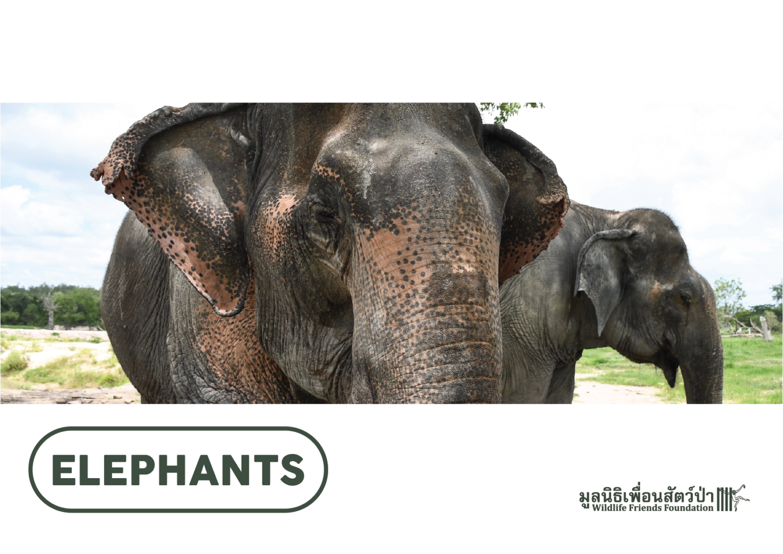 Elephant Educational Posters / Factsheets - Wildlife Friends Foundation ...