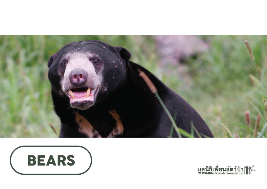 Bear Educational Posters / Factsheets - Wildlife Friends Foundation ...