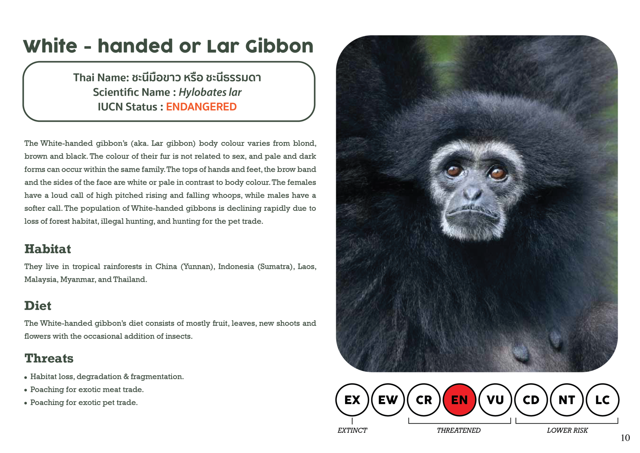 Gibbon Educational Posters / Factsheets - Wildlife Friends Foundation ...