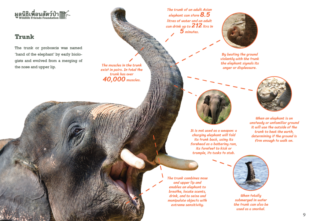 Elephant Educational Posters / Factsheets - Wildlife Friends Foundation ...