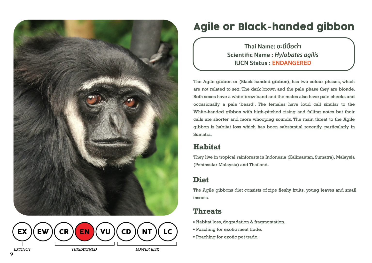 Gibbon Educational Posters / Factsheets - Wildlife Friends Foundation ...