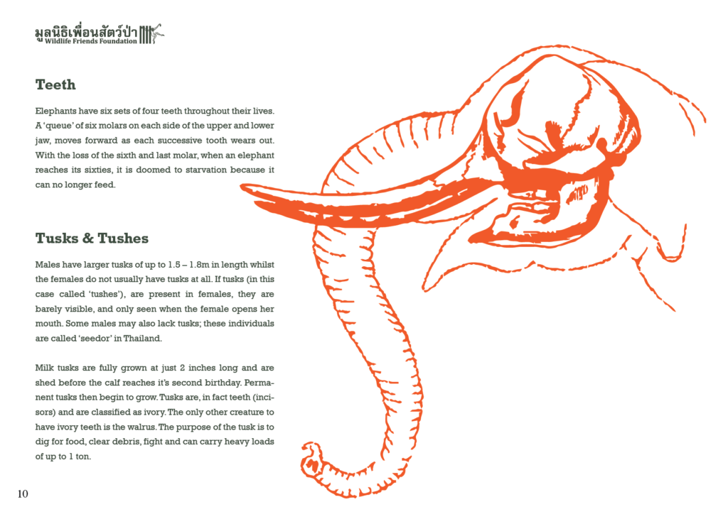 Elephant Educational Posters / Factsheets - Wildlife Friends Foundation ...