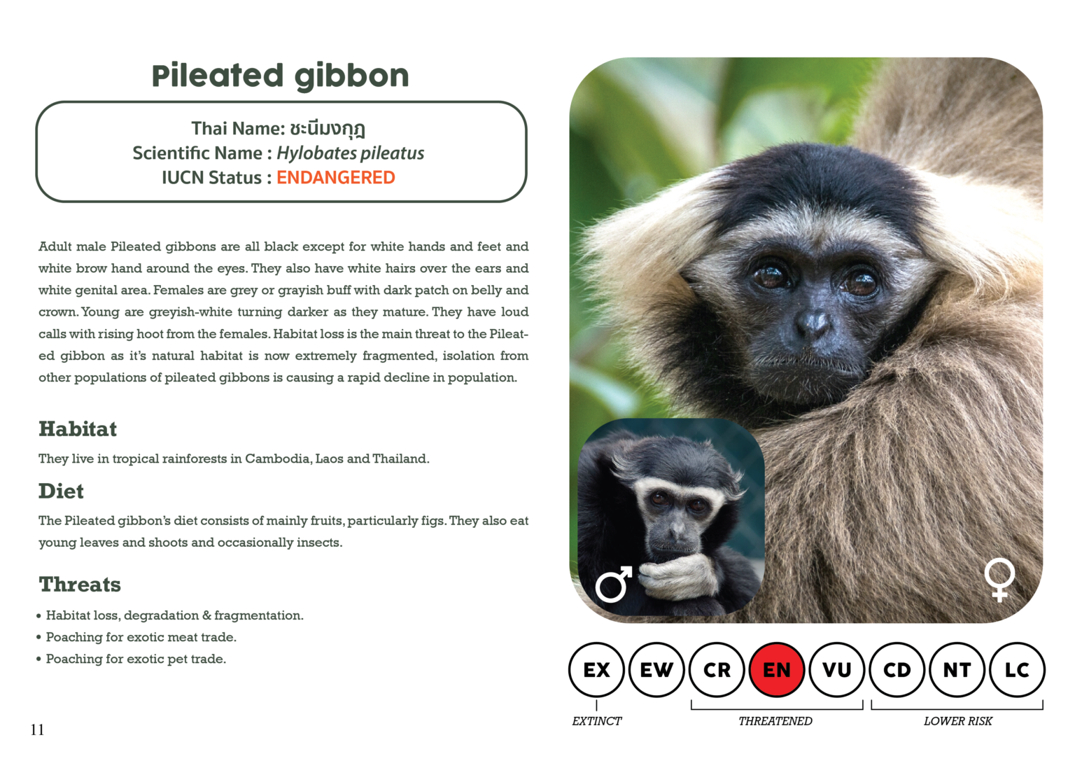 Gibbon Educational Posters / Factsheets - Wildlife Friends Foundation ...