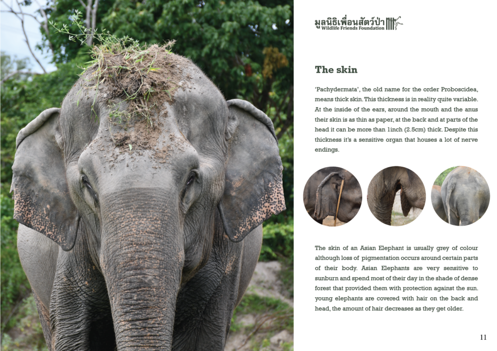 Elephant Educational Posters / Factsheets - Wildlife Friends Foundation ...
