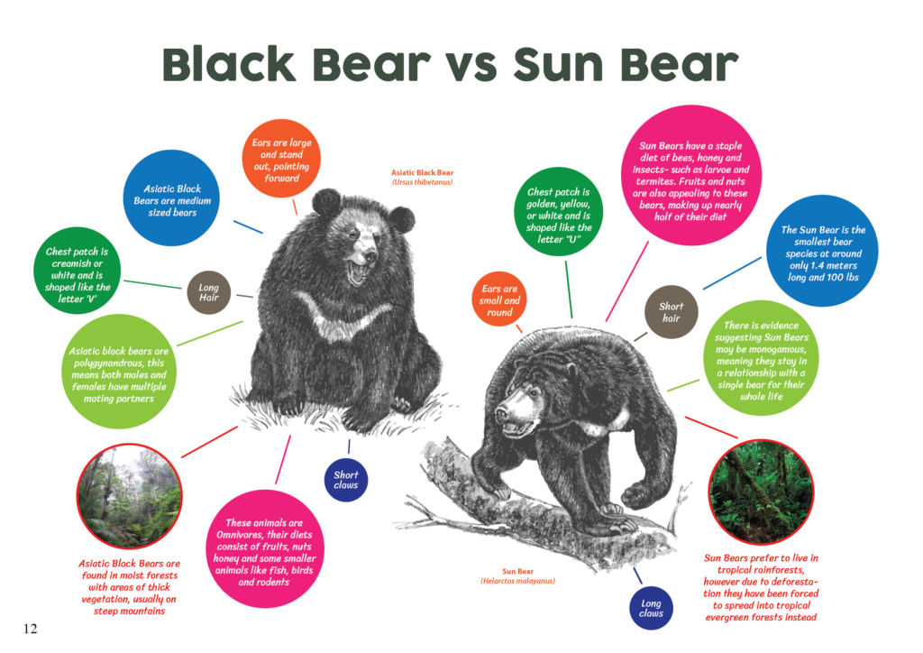 Bear Educational Posters / Factsheets - Wildlife Friends Foundation ...