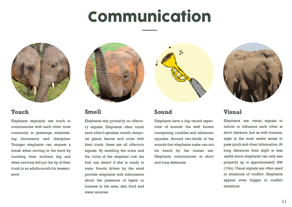 Elephant Educational Posters / Factsheets - Wildlife Friends Foundation ...