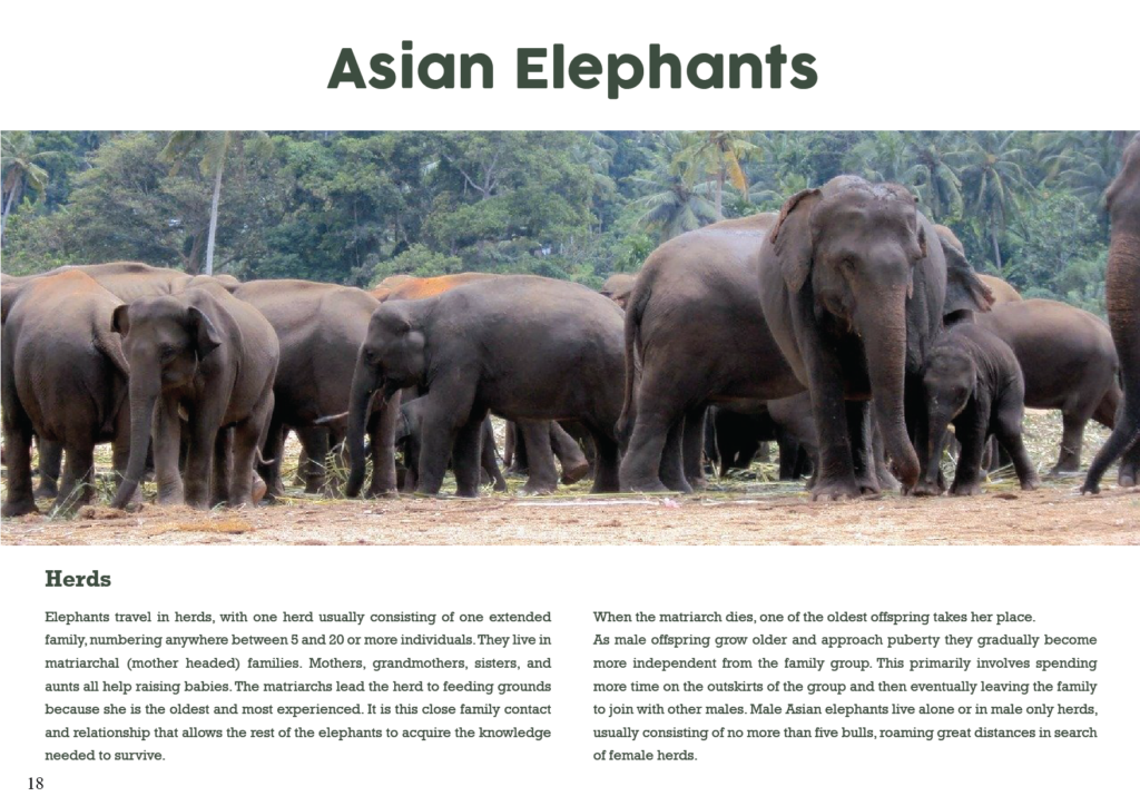 Elephant Educational Posters / Factsheets - Wildlife Friends Foundation ...