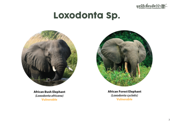 Elephant Educational Posters / Factsheets - Wildlife Friends Foundation ...