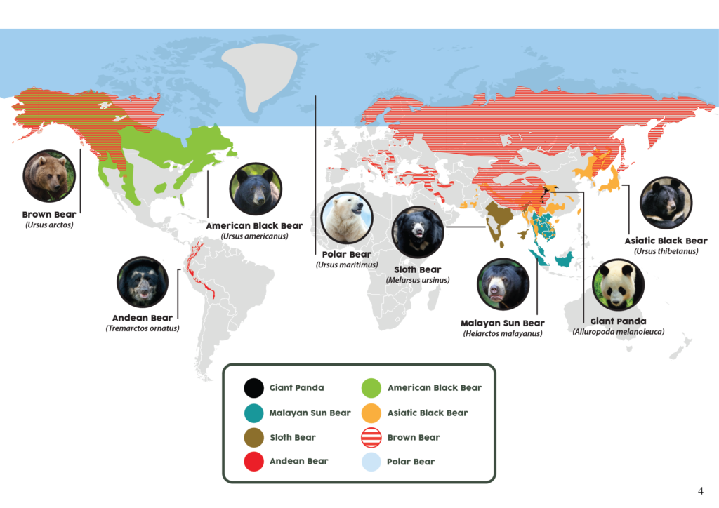 Bear Educational Posters / Factsheets - Wildlife Friends Foundation ...