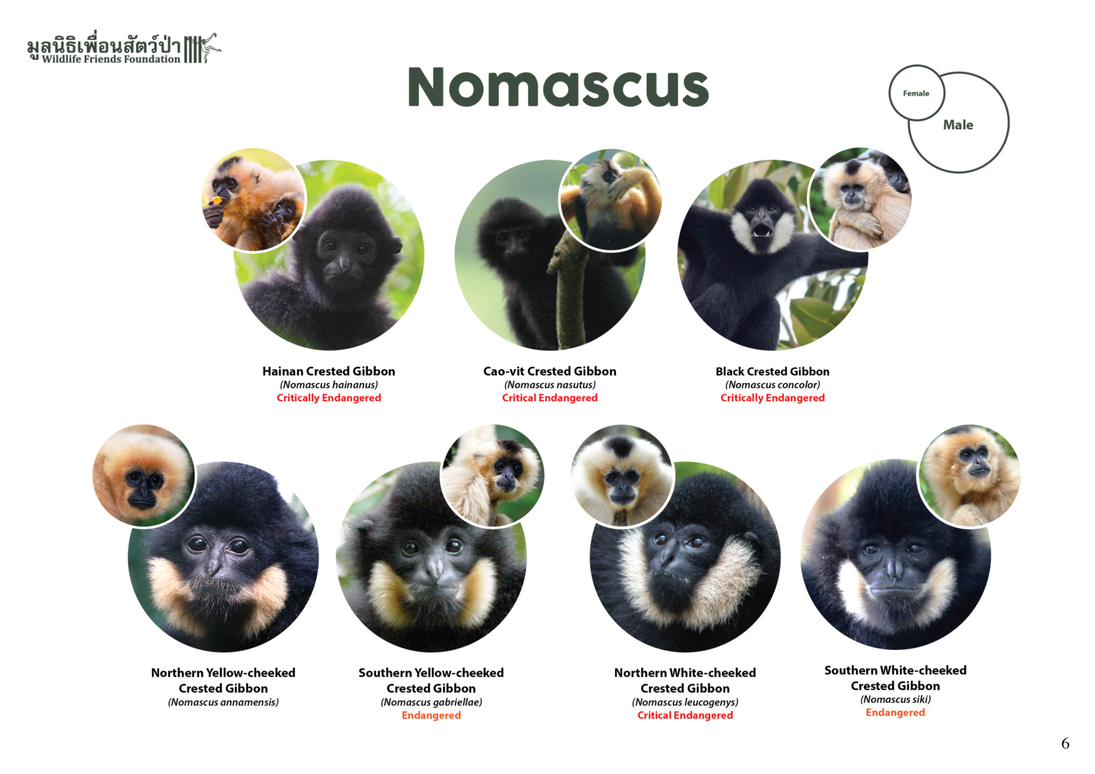 Gibbon Educational Posters / Factsheets - Wildlife Friends Foundation ...