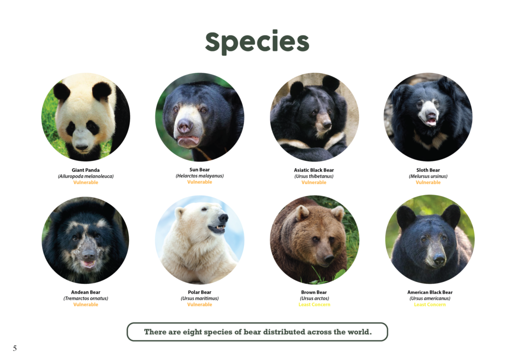 Bear Educational Posters / Factsheets - Wildlife Friends Foundation ...