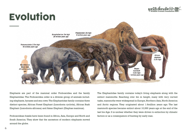 Elephant Educational Posters / Factsheets - Wildlife Friends Foundation ...
