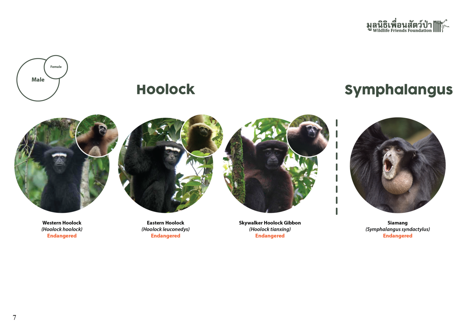 Gibbon Educational Posters / Factsheets - Wildlife Friends Foundation ...