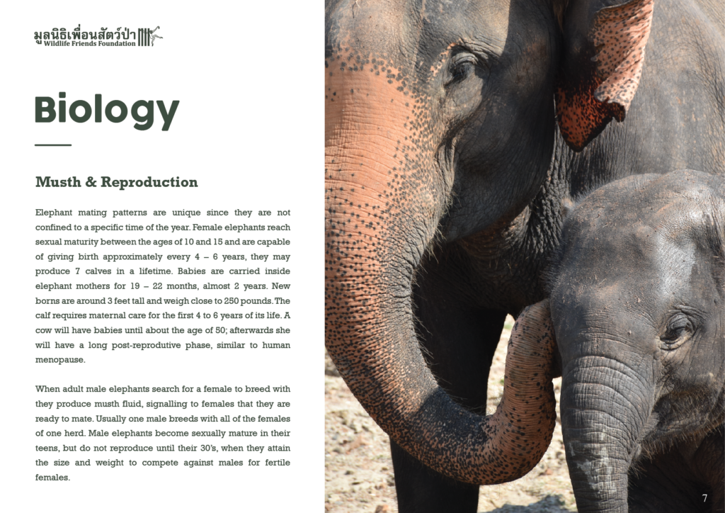 Elephant Educational Posters / Factsheets - Wildlife Friends Foundation ...