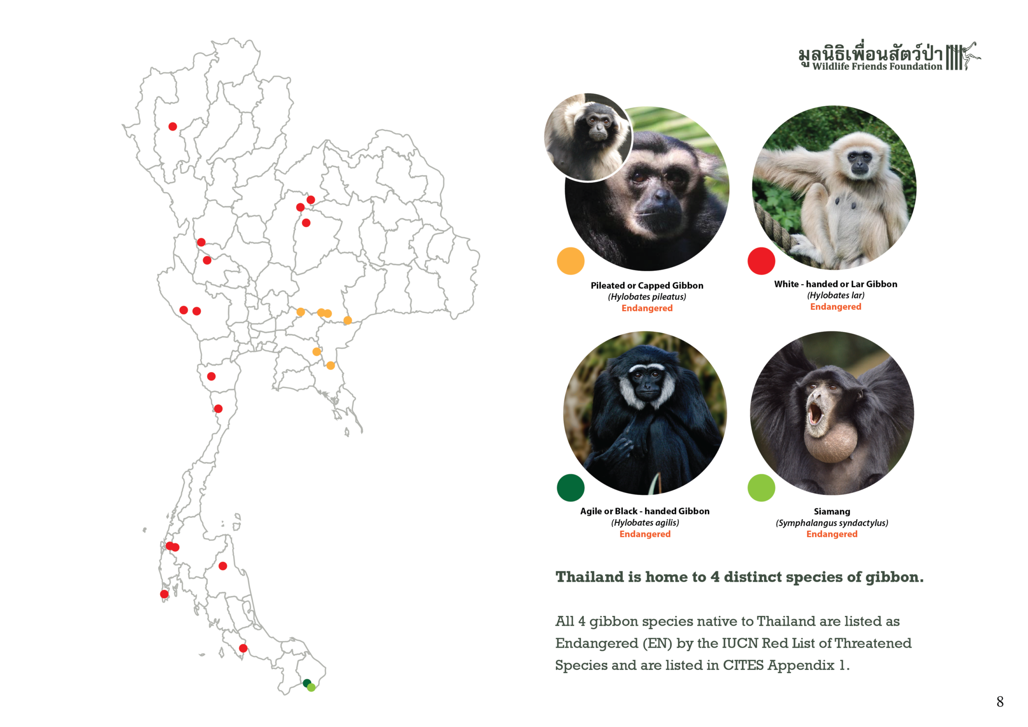 Gibbon Educational Posters / Factsheets - Wildlife Friends Foundation ...