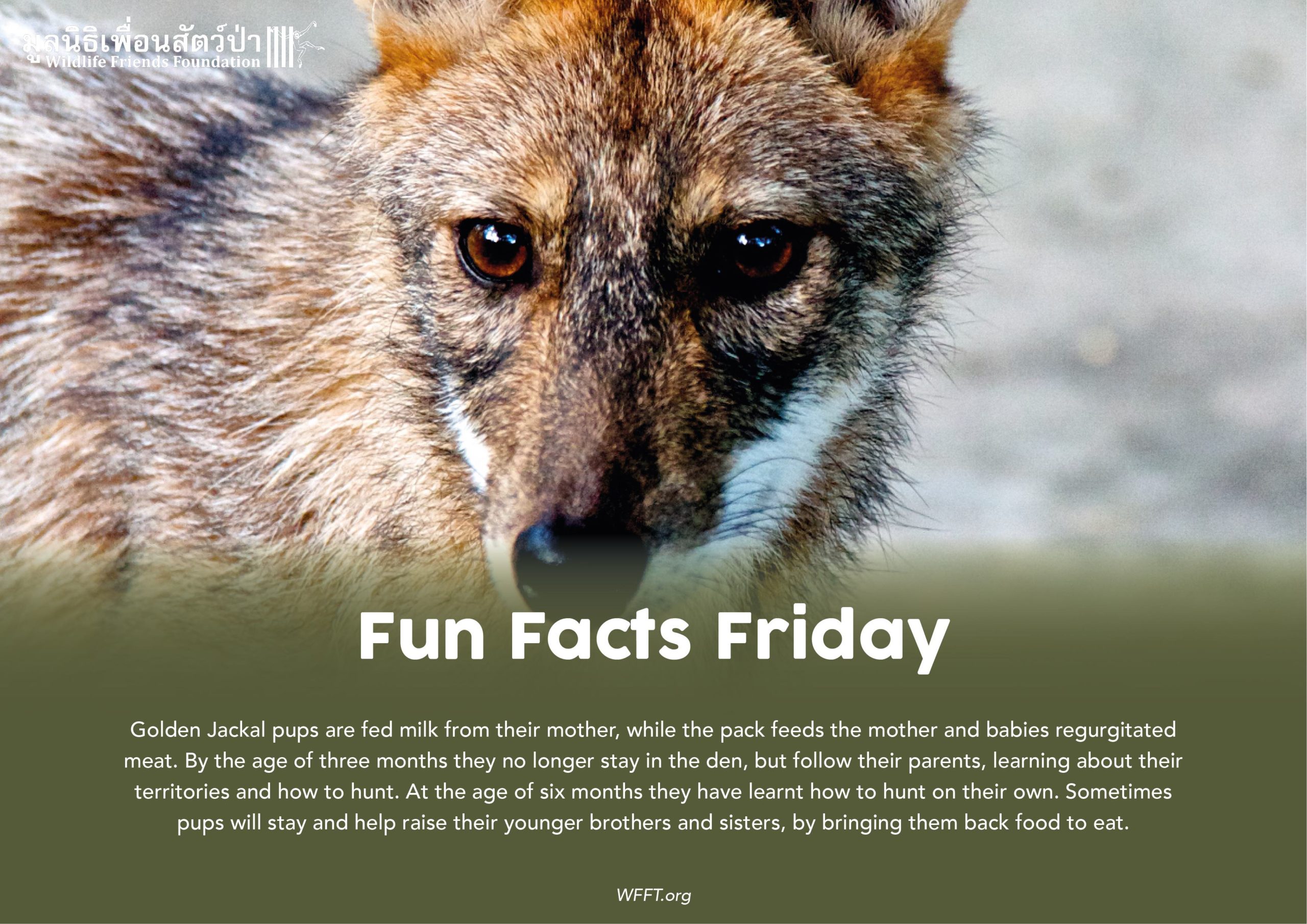 Fun Facts Friday - Wildlife Friends Foundation Thailand