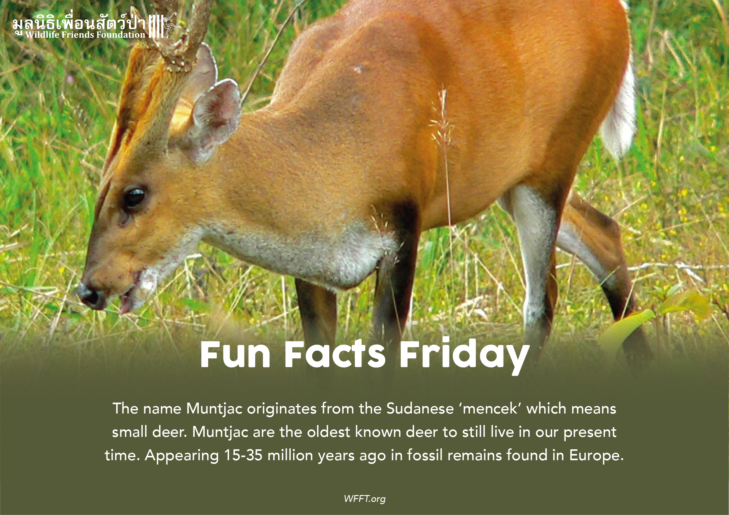 Fun Facts Friday - Wildlife Friends Foundation Thailand
