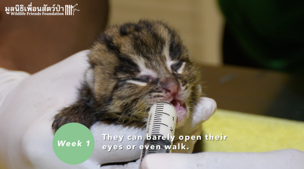 Baby Fishing Cats Growing Up!?! - Wildlife Friends Foundation Thailand